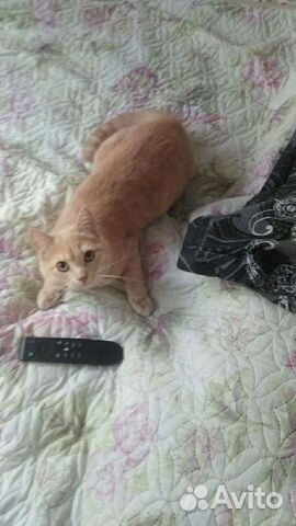 Шотландский прямоухий