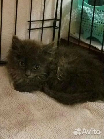 Девочка огонь, возраст 2 месяца