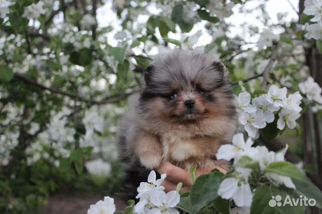 Шпицуля мраморная с подпалом