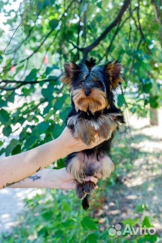 Красивый яркий мальчик РКФ йорк