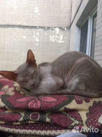 Донской сфинкс