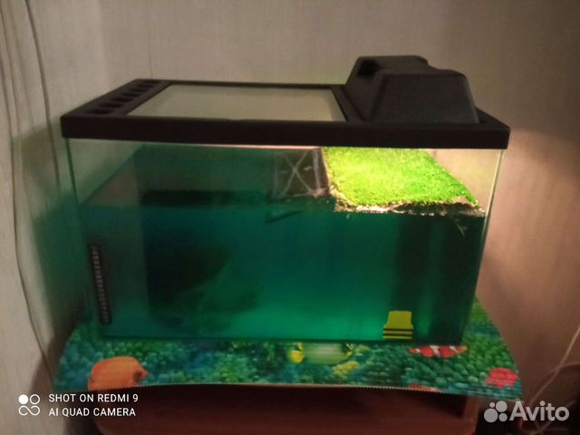 Черепаха с аквариумом