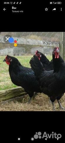 Куры Ла Флеш