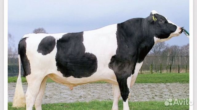 Продам быка 1,5 года