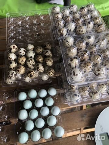 Инкубационное яйцо перепелов в наличии