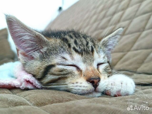 Полосатые котята (оцикет)