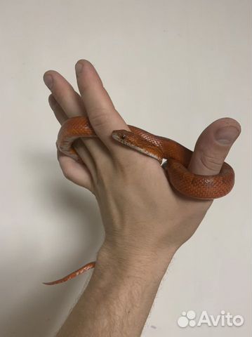 Маисовый полоз