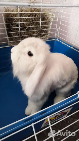 Кролик вислоухий