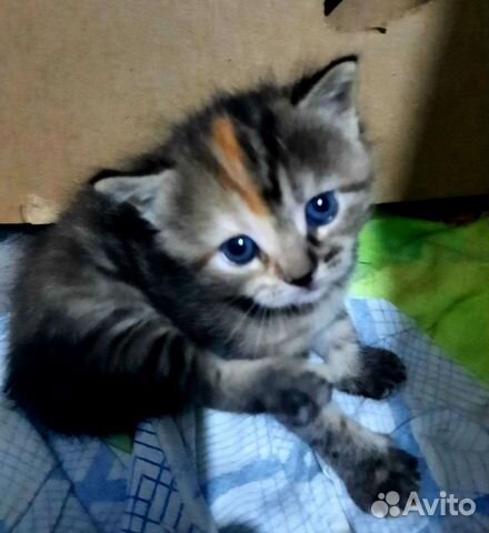 Продаются котята