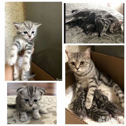 Котята шотландские