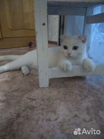 Пристрою кошечку
