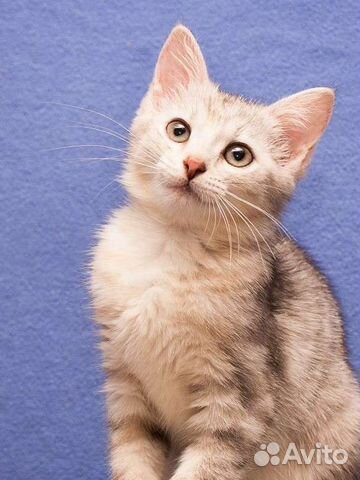 Котёнок,котята мальчик 3,5мес. в добрые руки