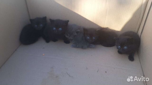 Милые британские котята