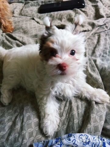 Белоснежка с шоколадом