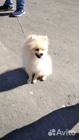 Померанский шпиц мини