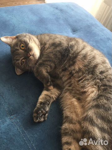 Кот в добрые руки