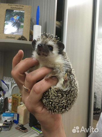 Африканский карликовый еж