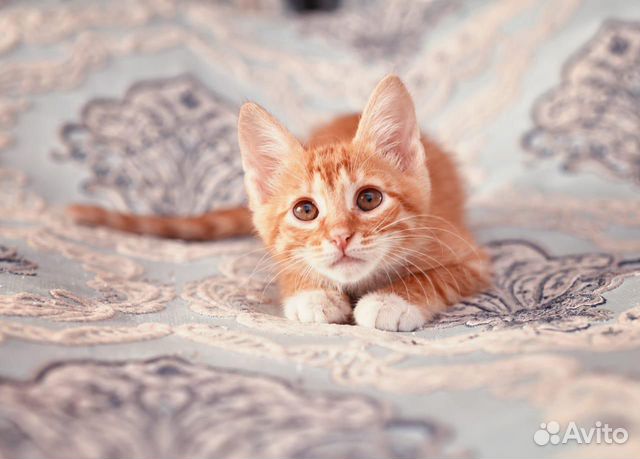 Котёнок