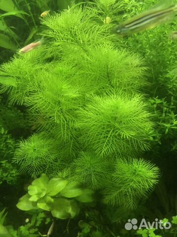 Аквариумные растения и рыбки