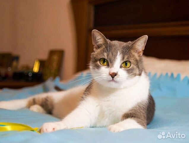 Лавруша-Кот Мечта. В любящие руки