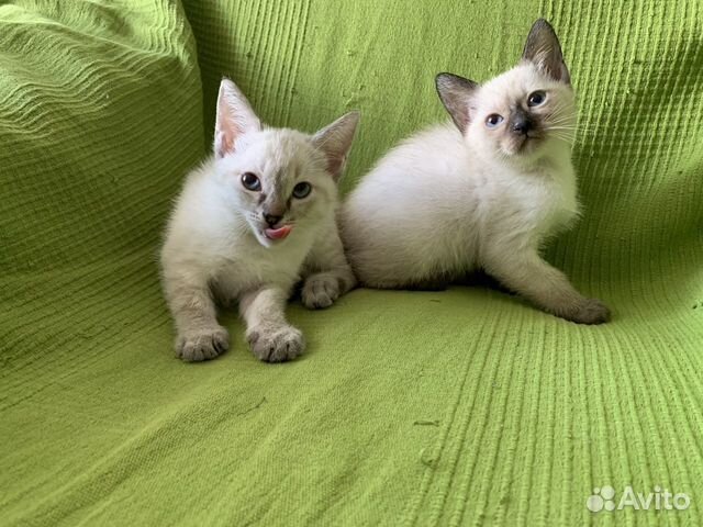 Тайские котята