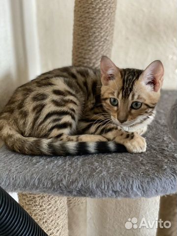 Бенгальские котята