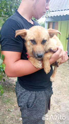 Щенок-мальчик от не большой собачки 7 мес