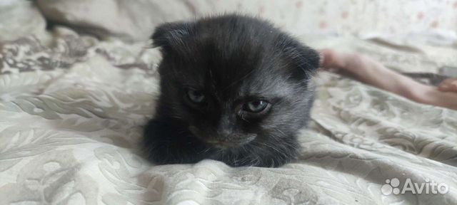 Кошки