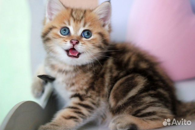 Шикарный мальчик с ярким золотым мрамором