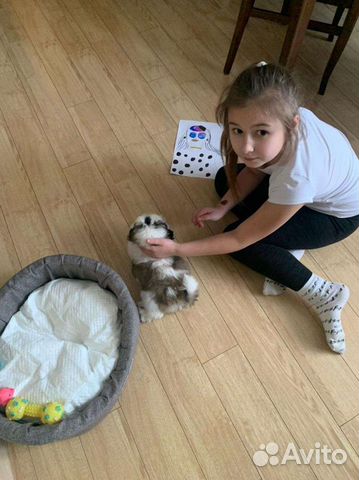 Хризантема рыженькая