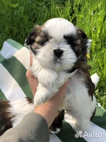 Щенки ши-тцу