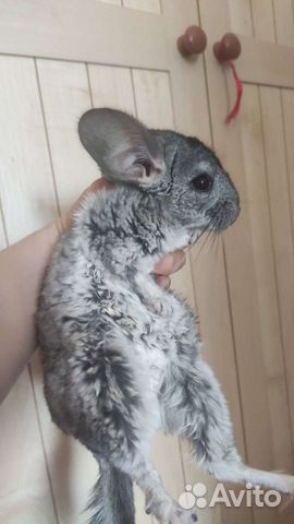 Шиншилла