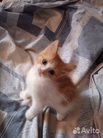 Рыжий котенок