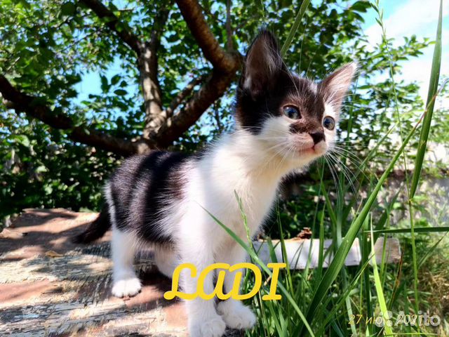 Маленькая леди