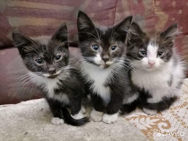 Котята