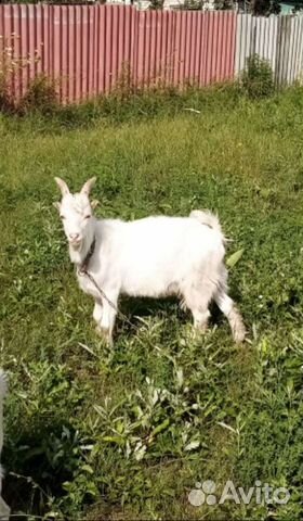 Козленок