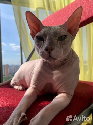 Донской сфинкс