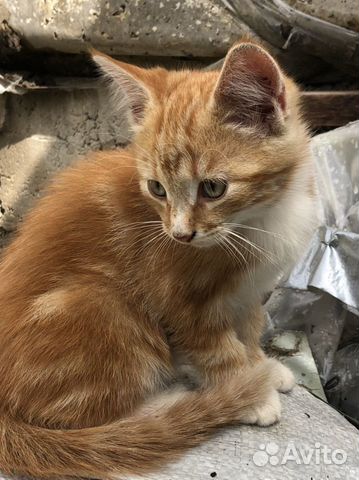 Рыжий котенок