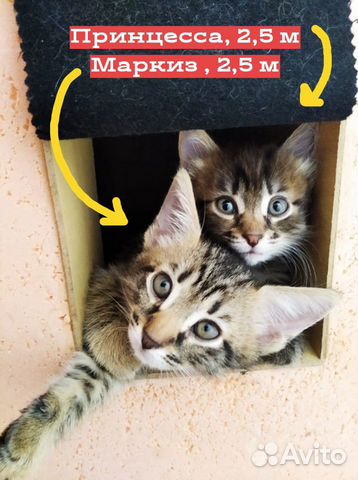 Котёнок, дев. прицесса, 2.5 мес., привита