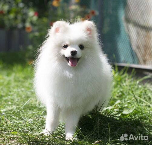 Белый подрощенный померан