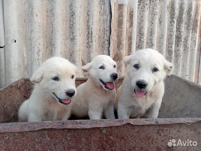 Щенки кавказской овчарки