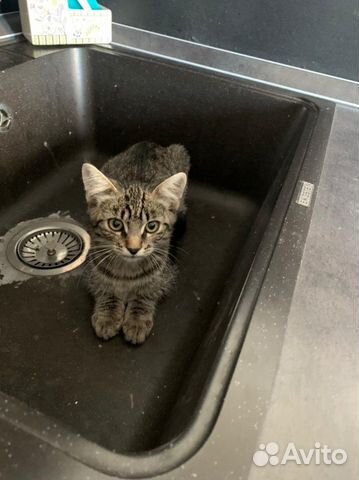 Котенок мальчик