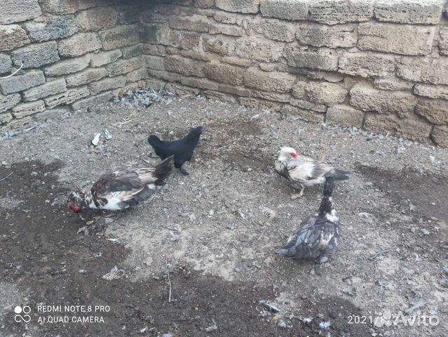 Голубые индоутки