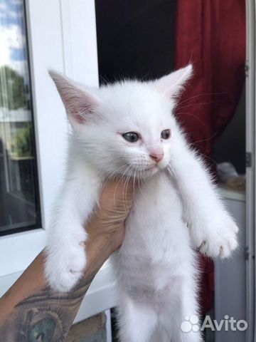 Британские котята короткошерстные