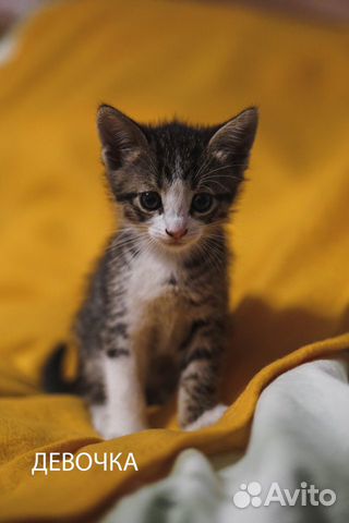 Отдадим бесплатно котят