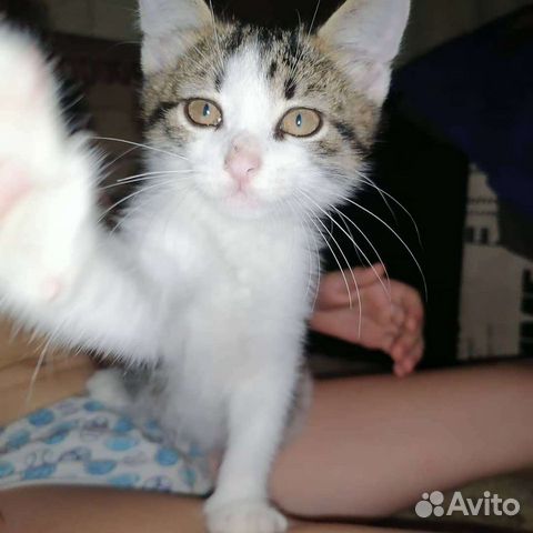 Котенок с пятнышком в дар