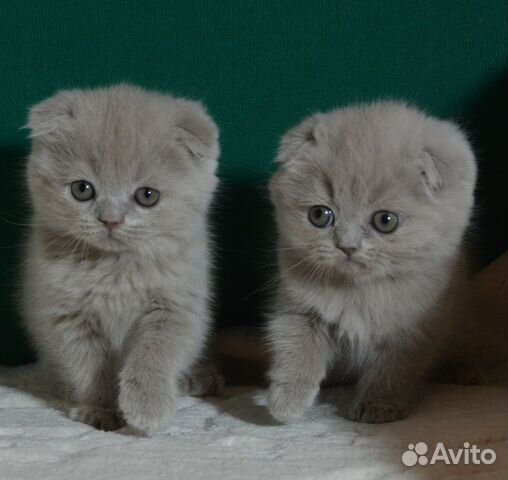 Лаура и Леопольдтна