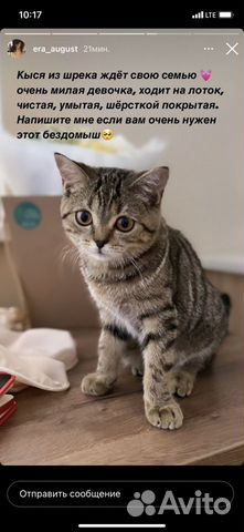 Котенок 3 месяца девочка (наполовину британец)