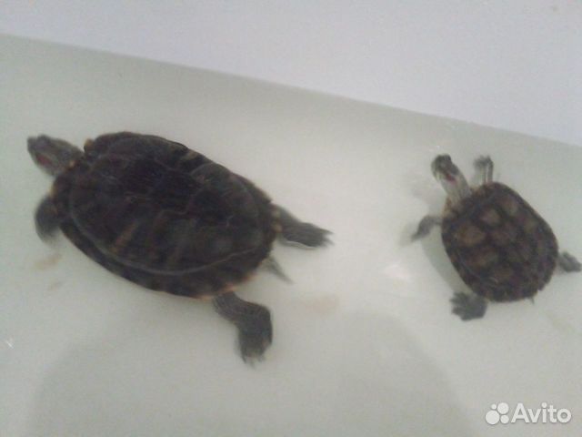 Черепаха