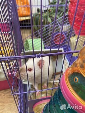 Декоративная крыса